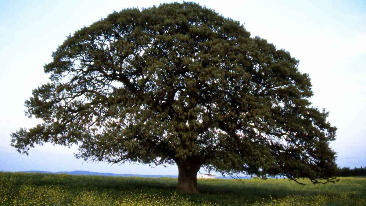 Φυτεύουμε βελανιδιές στα καμένα! – The Look.Gr